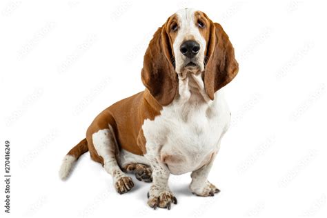 Albino Basset Hound