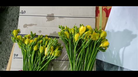 서울후리지아 생화 꽃집 꽃집창업 꽃값 온라인꽃시장 온라인꽃도매 인터넷꽃시장 인터넷꽃도매 서울꽃시장 꽃농장 꽃배송 생화배송 생화도매 생화택배 꽃배달 생화배달 생화주문 생화부케