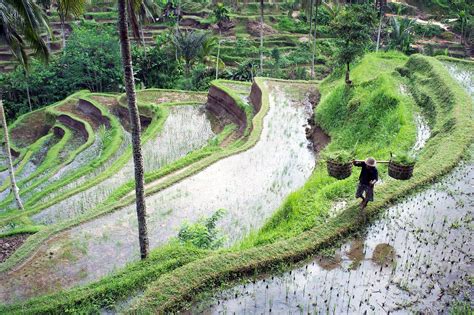 Tegallalang Rice Terraces In Bali Popular And Scenic Attraction In