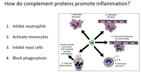 Solved How Do Complement Proteins Promote Inflammation 1