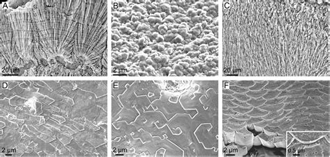 Frontiers Physical And Biological Determinants Of The Fabrication Of