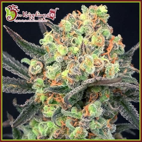Candy Mintz Cannabis Seeds By Dr Krippling Seeds