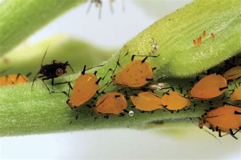 Aphid Description Types Infestations And Facts Britannica