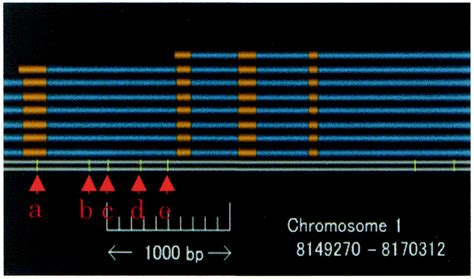 Representation Of Snps The Snp Labeled ‘a Is A Coding Snp Whereas