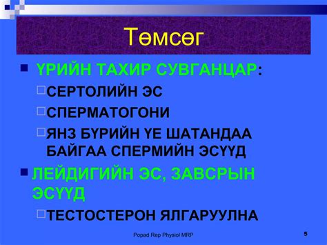 эрэгтэйн нөхөн үржихүйн анатоми физиологи Ppt