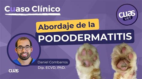 Pododermatitis Plasmocitaria En Gatos 🐈 Para Veterinarios Abordaje