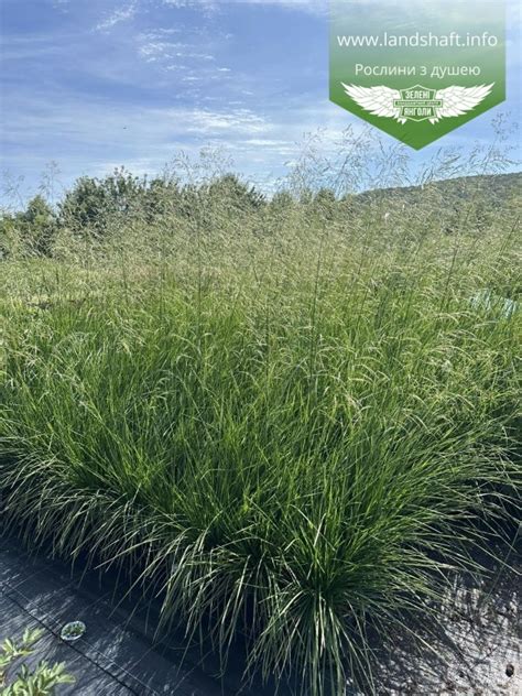 Deschampsia cespitosa 'Goldschleier', Щучник дернистий 'Голдшлаєр'