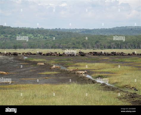 View Of The Savanna With Lying Hyenas And Herds Of Buffaloes Africa