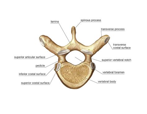 Thoracic Vertebrae Anatomy Labeled My Xxx Hot Girl