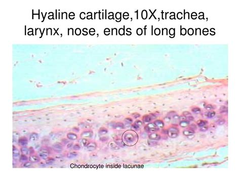 Ppt Connective Tissue Powerpoint Presentation Free Download Id146459