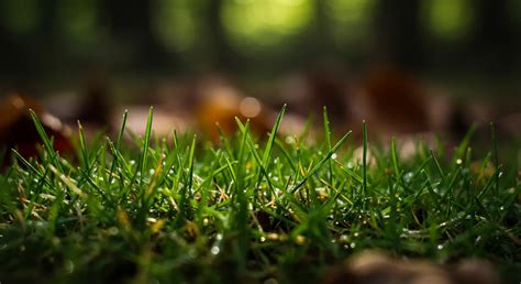 Best Shade Tolerant Grass Types For Low Light Lawns Heaven Gables