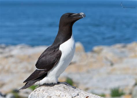 Razorbill Birdwatching