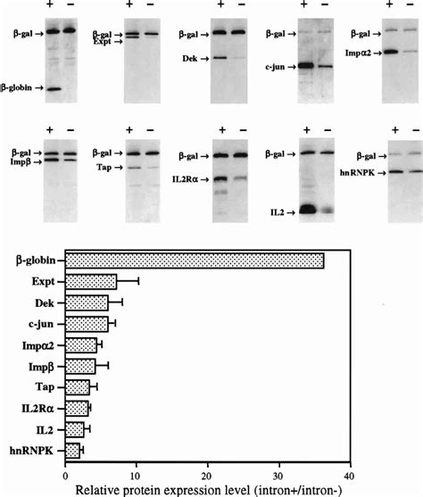 Effect Of Intron Inclusion On The Level Of Expression Of A Range Of