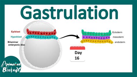 Human Gastrulation Diagram