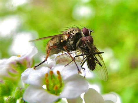 Premium Photo Small Predatory Fly With Its Prey From The Side Kleine