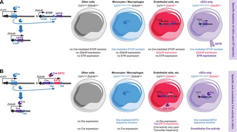 Use Of Intersectional Genetics” Strategies For The Specific Depletion