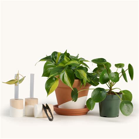 Propagation Kit Indoor House Plants Delivered To Your