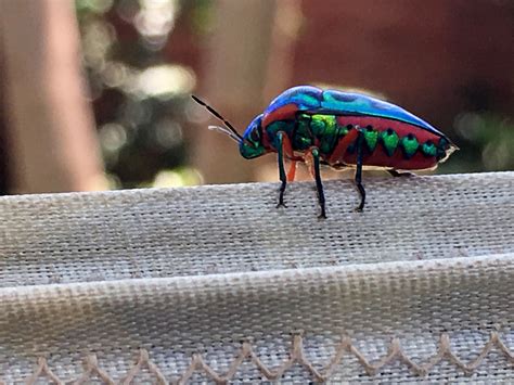 Rainbow Shield Bug « Africa Stories