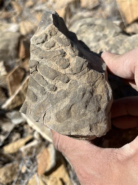 Worm Fossil R Fossilid
