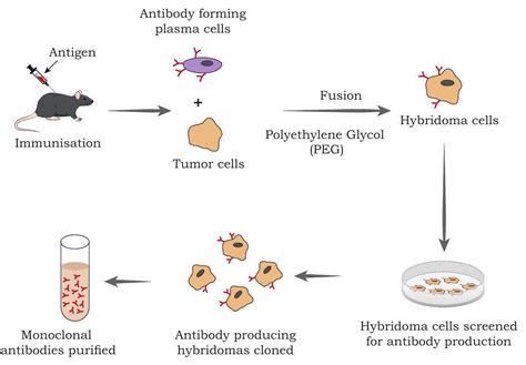 Recombinant Dna Examples