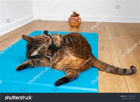 Flexible Tabby Cat Washing Himself On Stock Photo Shutterstock