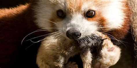 Red Panda Eating Bird Egg