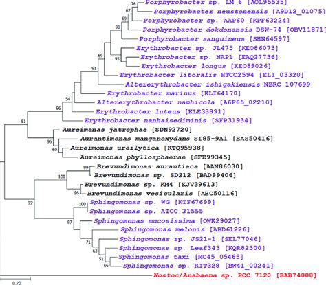 Phylogenetic Tree Based On Crtw Homologues The Analysis Involved 31 Download Scientific