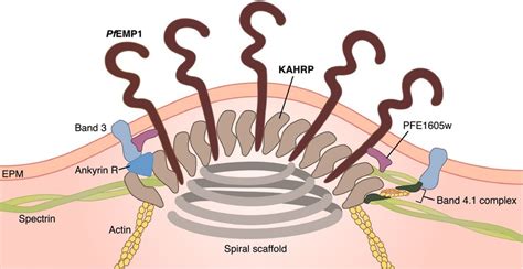 Plasmodium Falciparum Cell Structure