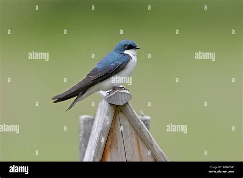 Tree Swallow On Nest Box Stock Photo Alamy