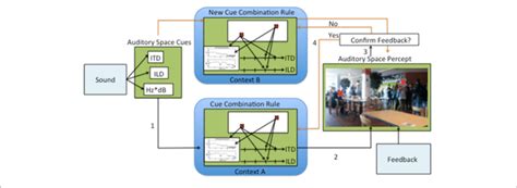 Illustration Of A Hypothetical Process Of Auditory Adaptation Through Download Scientific