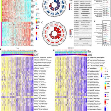 Identification Of Dc Marker Genes Using Sc Rna Sequencing A Umap Plot Download Scientific