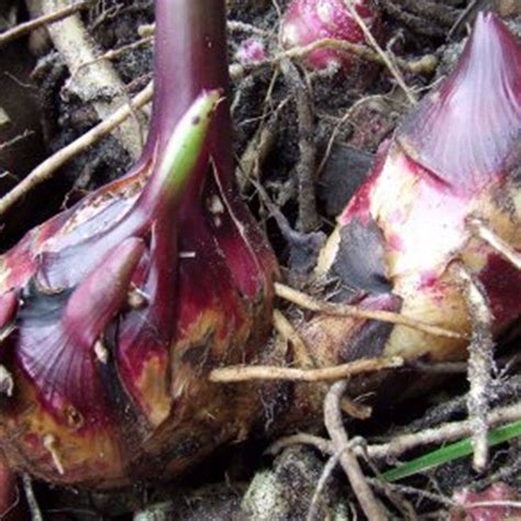 Canna Tuber Are Edible