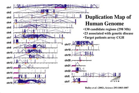 Ppt Human Genome Structural Variation Powerpoint Presentation Free