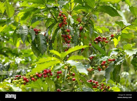Tree With Small Green And Red Berries On It Stock Photo Alamy