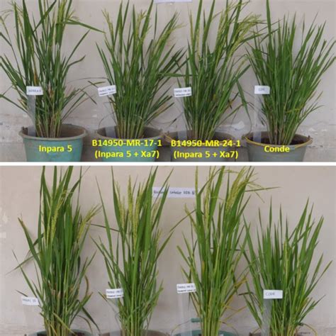 Symptoms Of Blb Disease In Rice Download Scientific Diagram