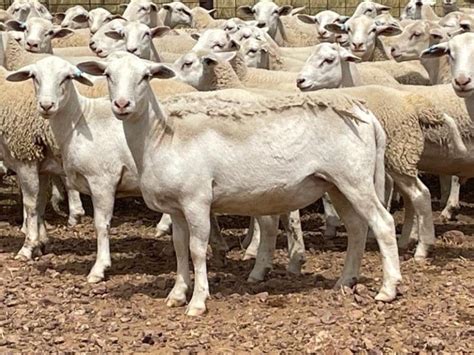 Shedding Breed Ewes And Lambs Star In Reduced Auctionsplus Offering