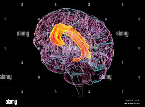 Computer Illustration Of The Human Brain Highlighting The Cingulate Gyrus Which Is Essential