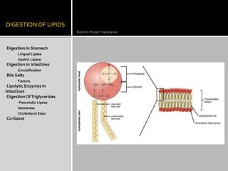 Digestion Of Lipids Pptx