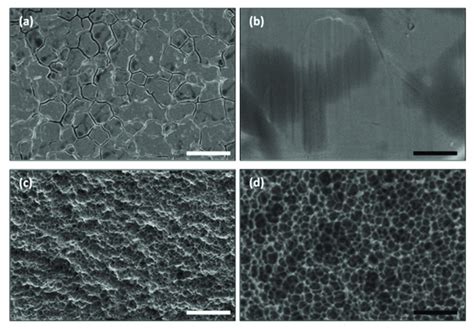 Fe Sem Micrographs Of Bare Stainless Steel A B And Stainless Steel