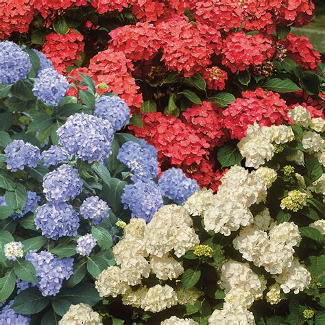 Buy Premium Quality Hydrangea M White Prince From Dutch Bulbs