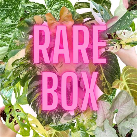 Mystery Rare Propagation Box With 2 4 Cuttings Or Nodes Etsy