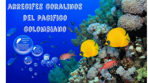 Los Arrecifes De Coral En El Pacifico By Luis Felipe Anacona Mondragon