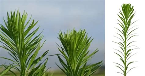 Stubborn Grass 10 Amazing Benefits And Side Effects