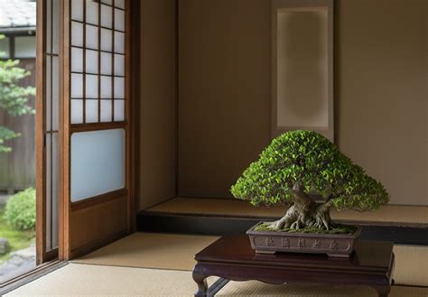 Ficus Microcarpa Bonsai Tree