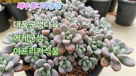 12월30일대품군생 에케군생 아프리카식물 Youtube