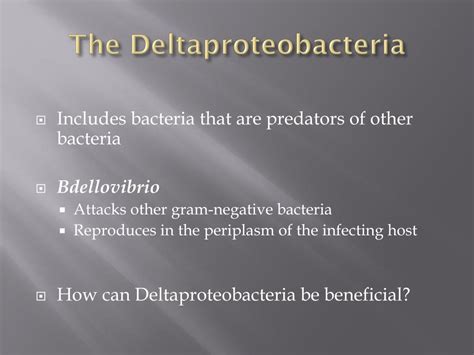 Ppt The Prokaryotes Bacteria Powerpoint Presentation Free Download