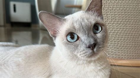 12 Cat Breeds That Stay Small And Cute Forever