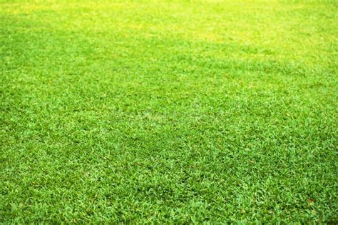 Clean Meadow Field Natural Texture Of Green Grass Stock Image Image Of Clean Grass 341413033