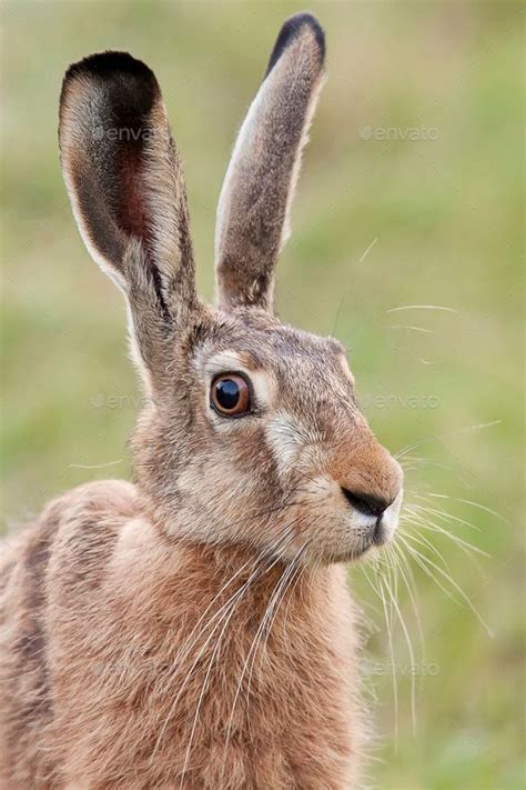 Hare In The Wild A Portrait By Johan10