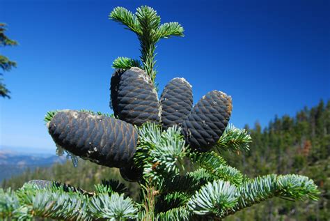 Abies Amabilis Pacific Silver Fir Us Forest Service Research And